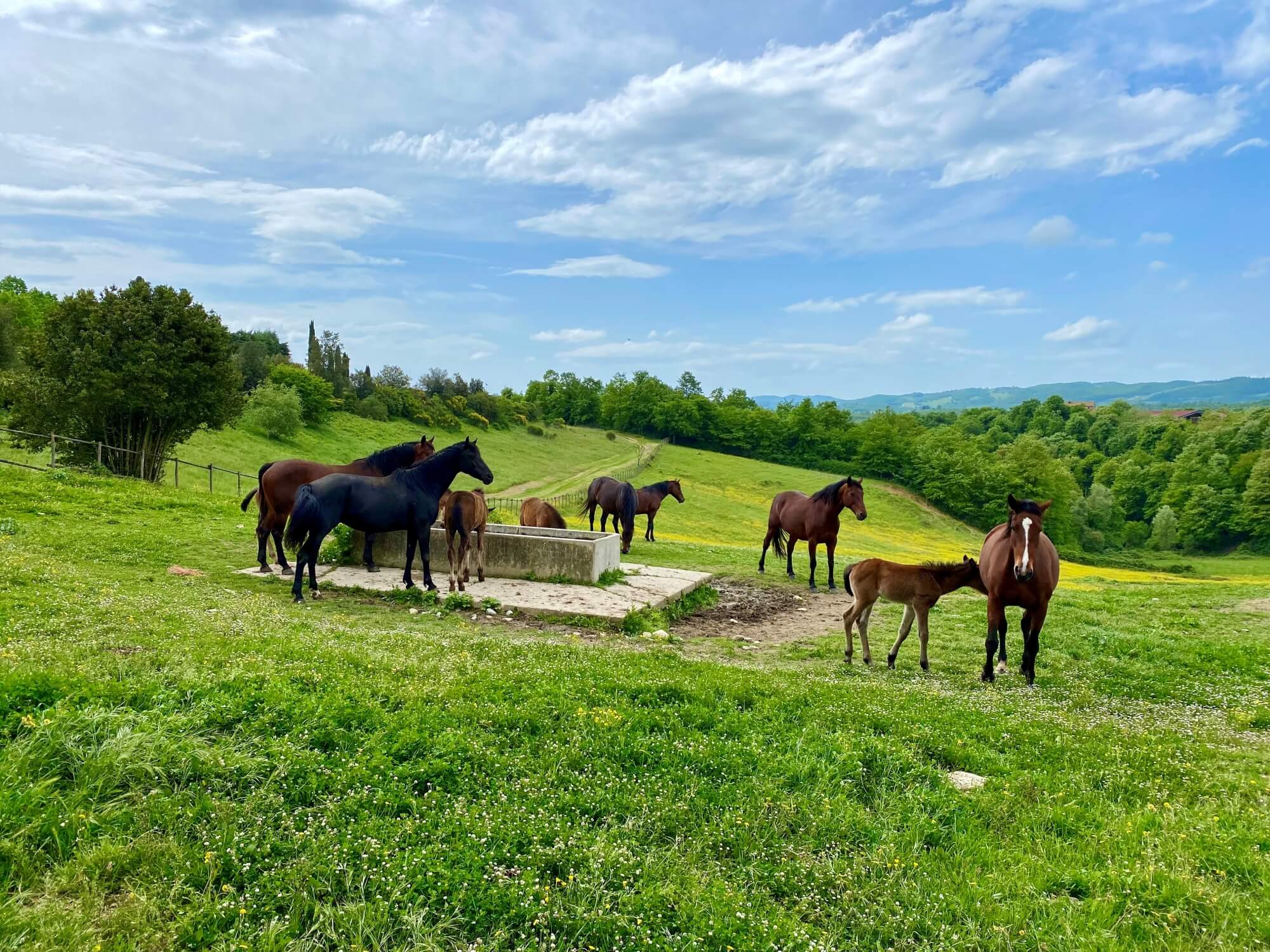 The Farm | Poggiovalle Tenuta Italiana